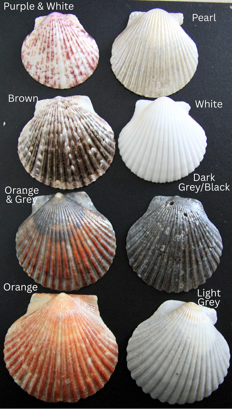 The Gold Flattened Snake Chain Shell Necklace - Etsy