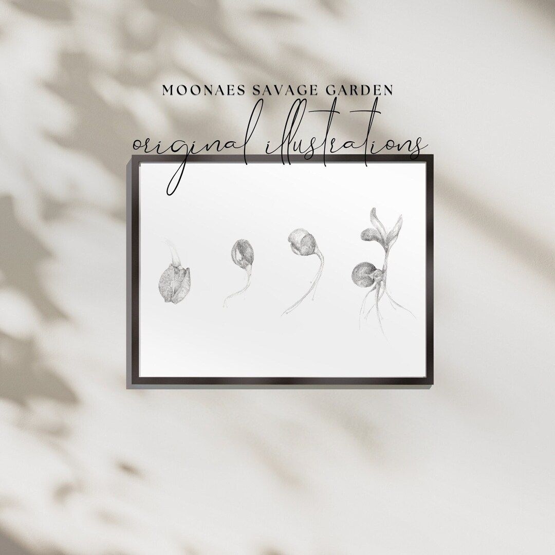 Botanical Hand-drawn Sprout Unique Wall Art | Vintage Style Seed Sprout ...