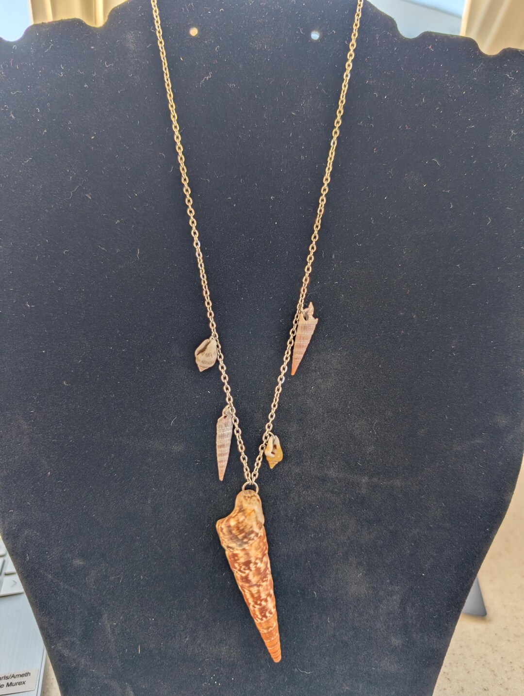 Authentic Auger Shell. It Has a 17" Stainless Steel Chain and Has Small ...