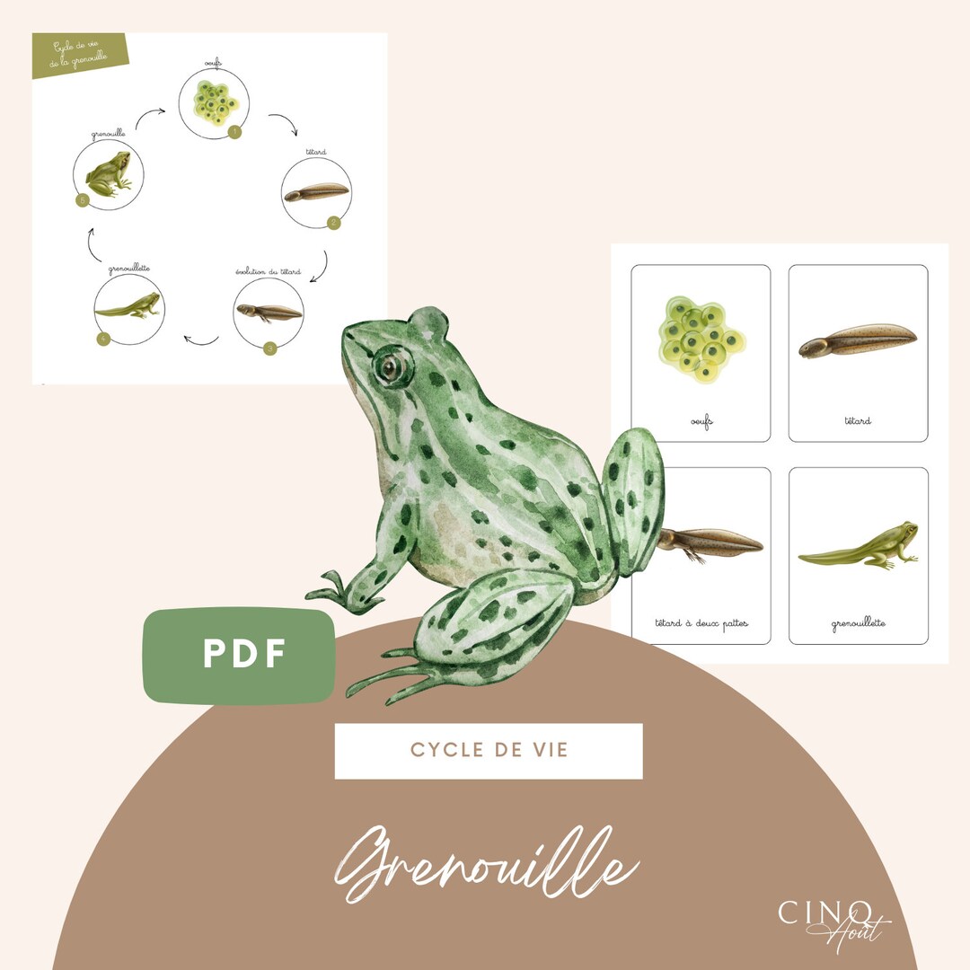 Basics - Frog Life Cycle, Educational Game, Nomenclature Cards ...