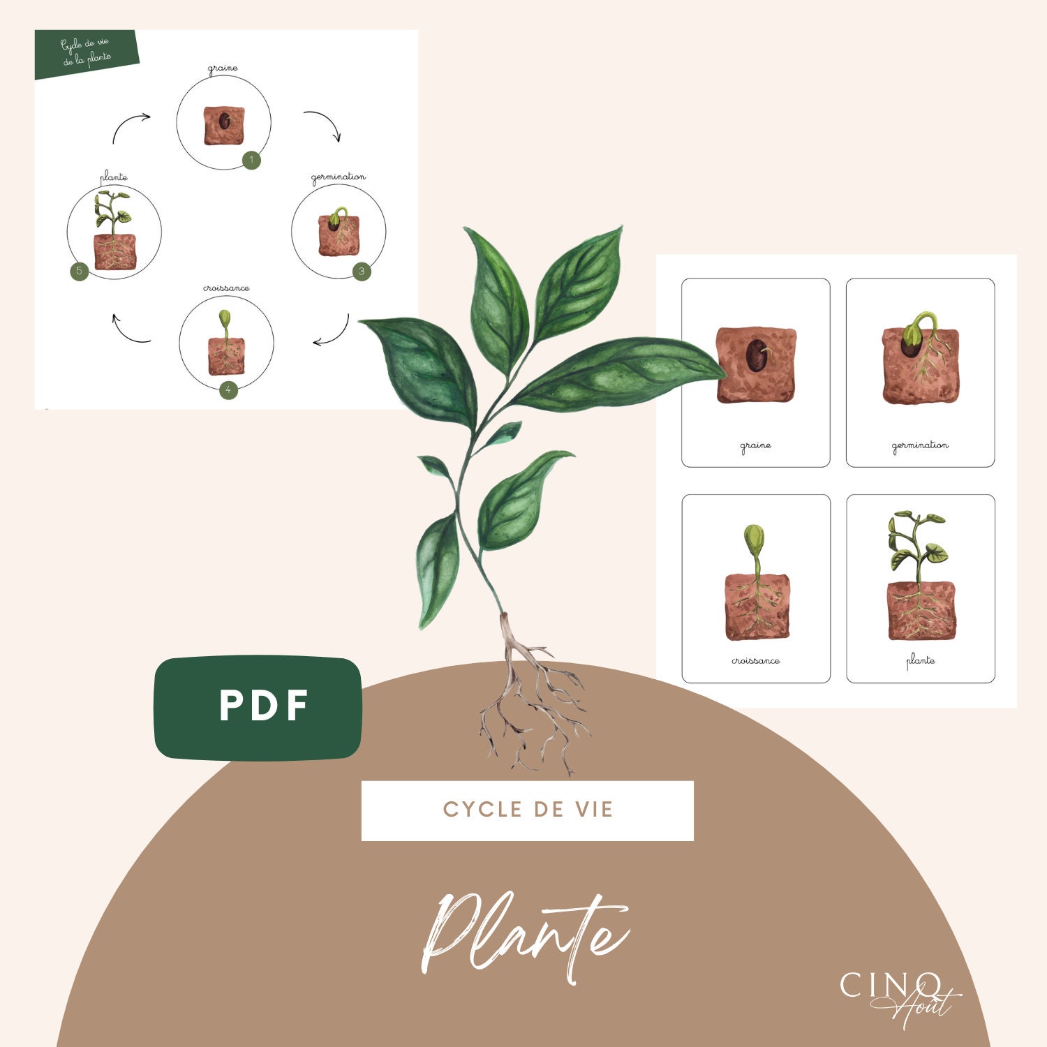 Basics - Plant Life Cycle, Educational Game, Nomenclature Cards ...