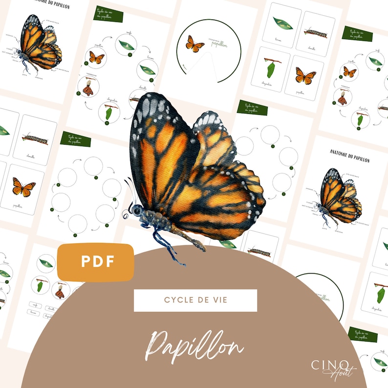 Complete Kit Butterfly Life Cycle, Educational Game, Nomenclature Cards ...