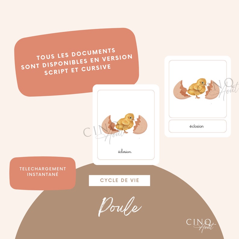 Basics of the Life Cycle of the Hen, Educational Game, Nomenclature ...