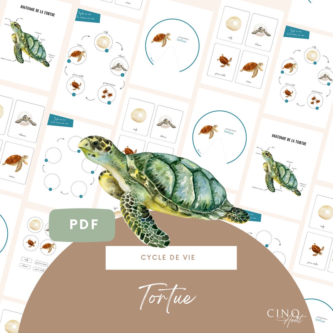 Complete Kit - Turtle Life Cycle, Educational Game, Nomenclature Cards ...