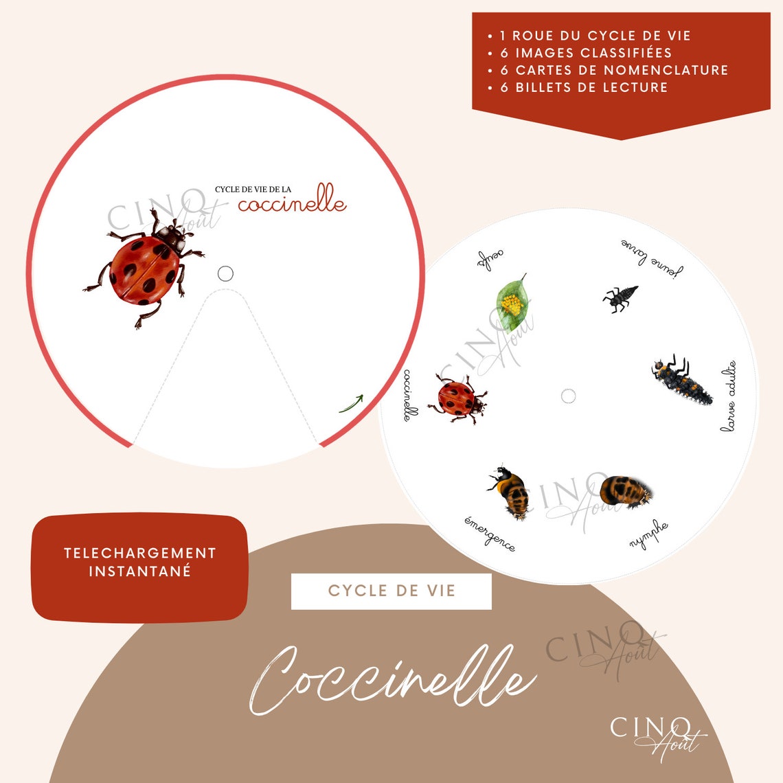 Wheel - Ladybug Life Cycle, Educational Game, Nomenclature Cards ...
