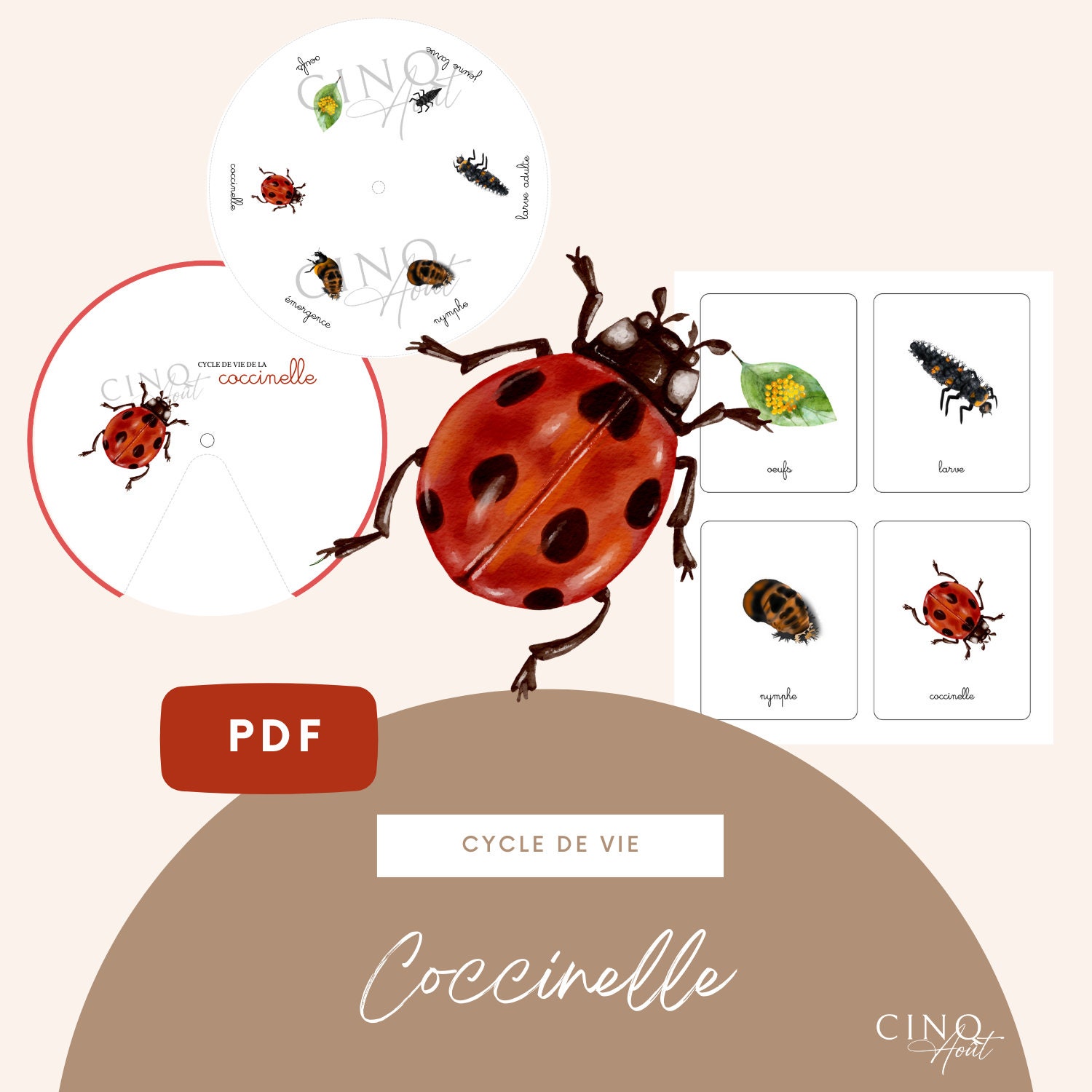 Wheel Ladybug Life Cycle, Educational Game, Nomenclature Cards ...