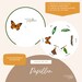 Butterfly Life Cycle Wheel, Educational Game, Nomenclature Cards ...