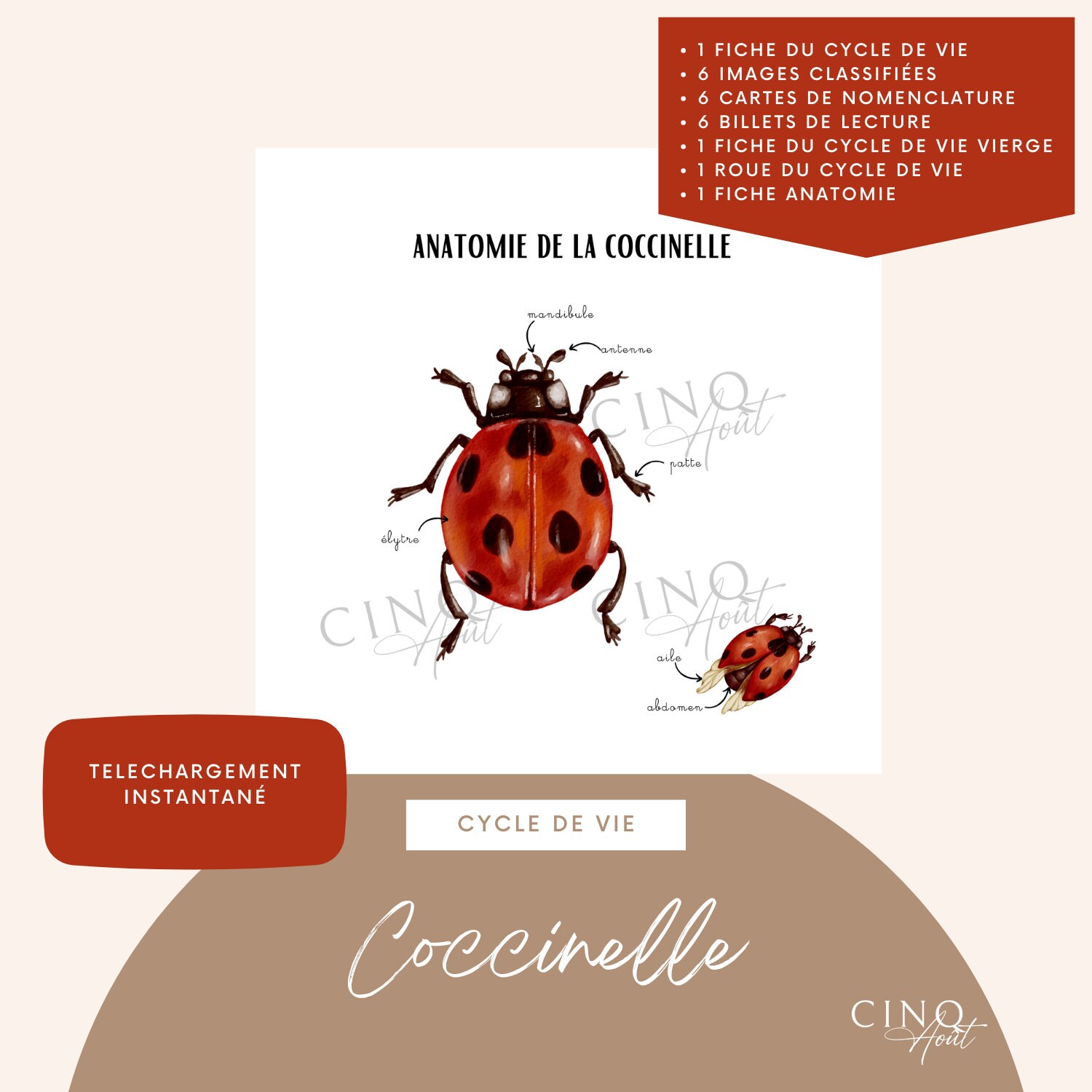 Complete Kit - Ladybug Life Cycle, Educational Game, Nomenclature Cards ...