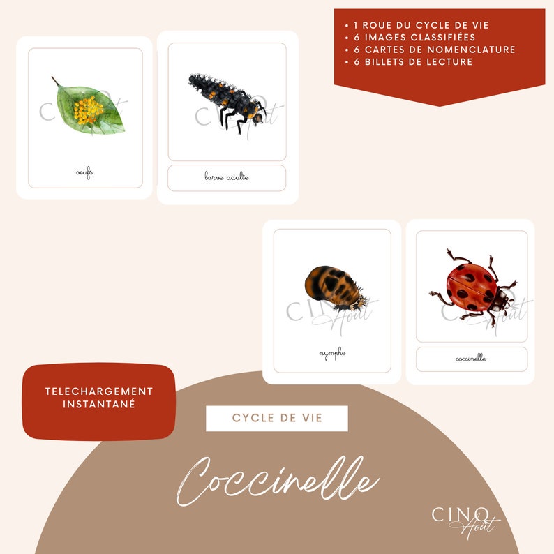 Wheel Ladybug Life Cycle, Educational Game, Nomenclature Cards ...