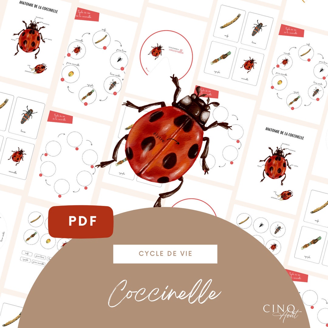 Complete Kit - Ladybug Life Cycle, Educational Game, Nomenclature Cards ...