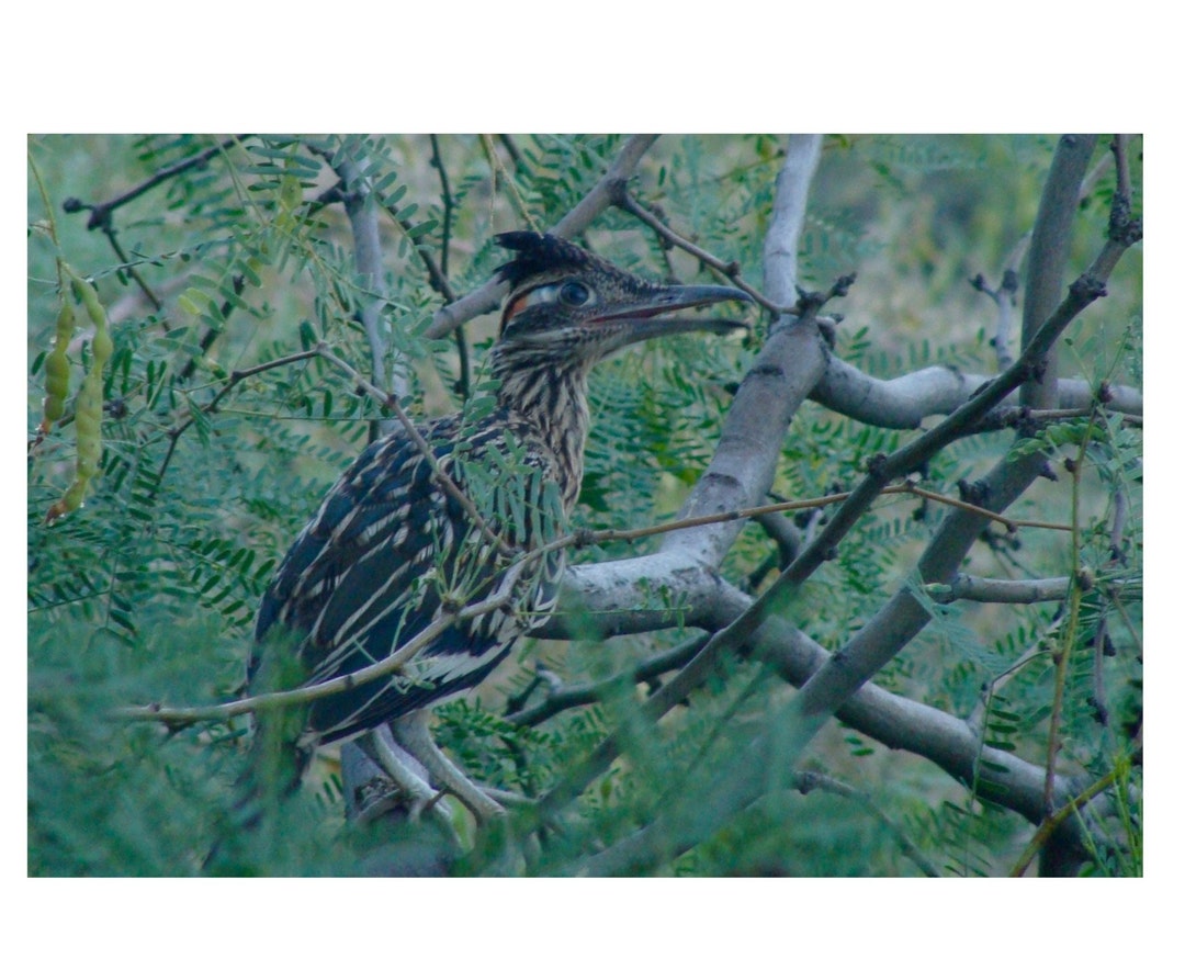 Road Runner Wall Art Photography Nature Decor Poster, Arizona Birds ...