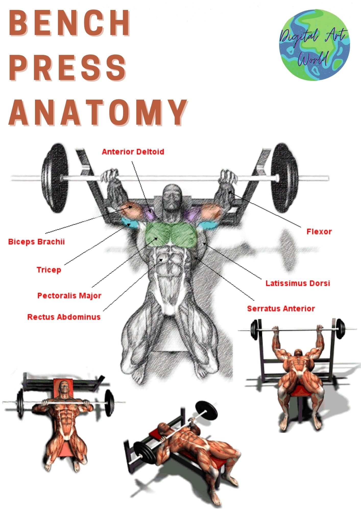 Full Body Workout Anatomy: Muscle Anatomy Guide for Athletes ...