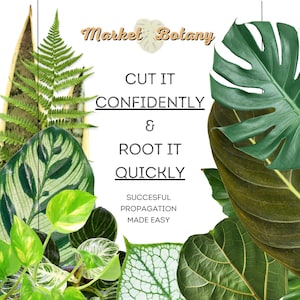 Market Botany Prop Drops - Liquid Propagation Supplement, Root Growth ...