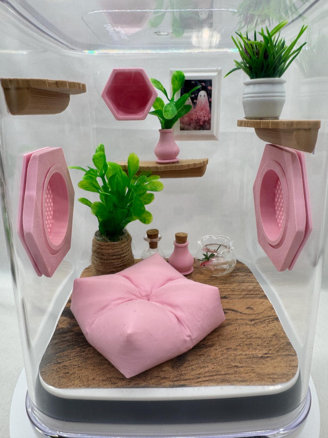 Pink Paradise Jumping Spider Terrarium: Customizable Enclosure ...