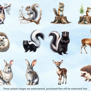 Forest Friends Clipart Bundle: 36 Woodland Animals PNG & SVG (digital ...