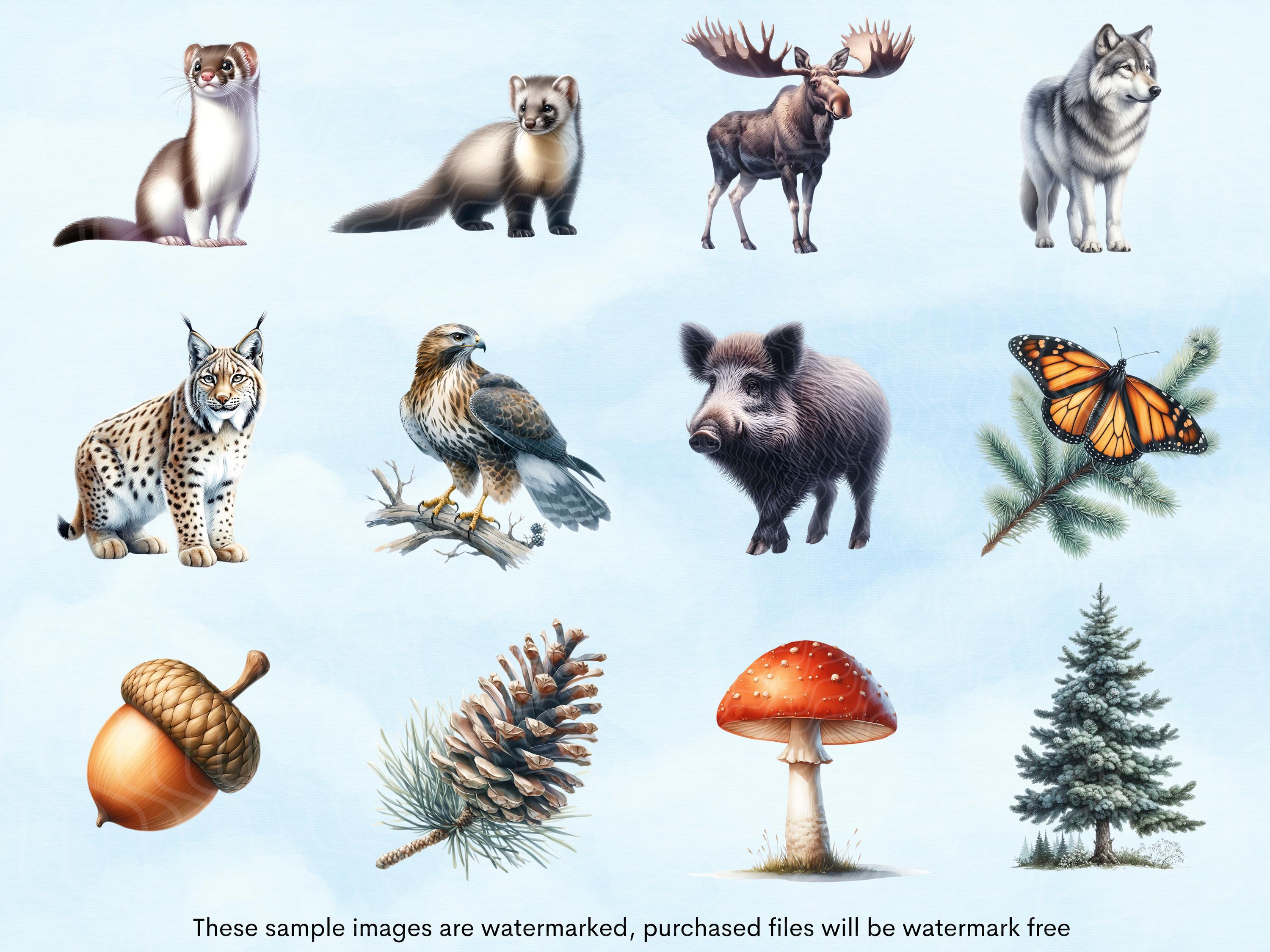 Forest Friends Clipart Bundle: 36 Woodland Animals PNG & SVG (digital ...