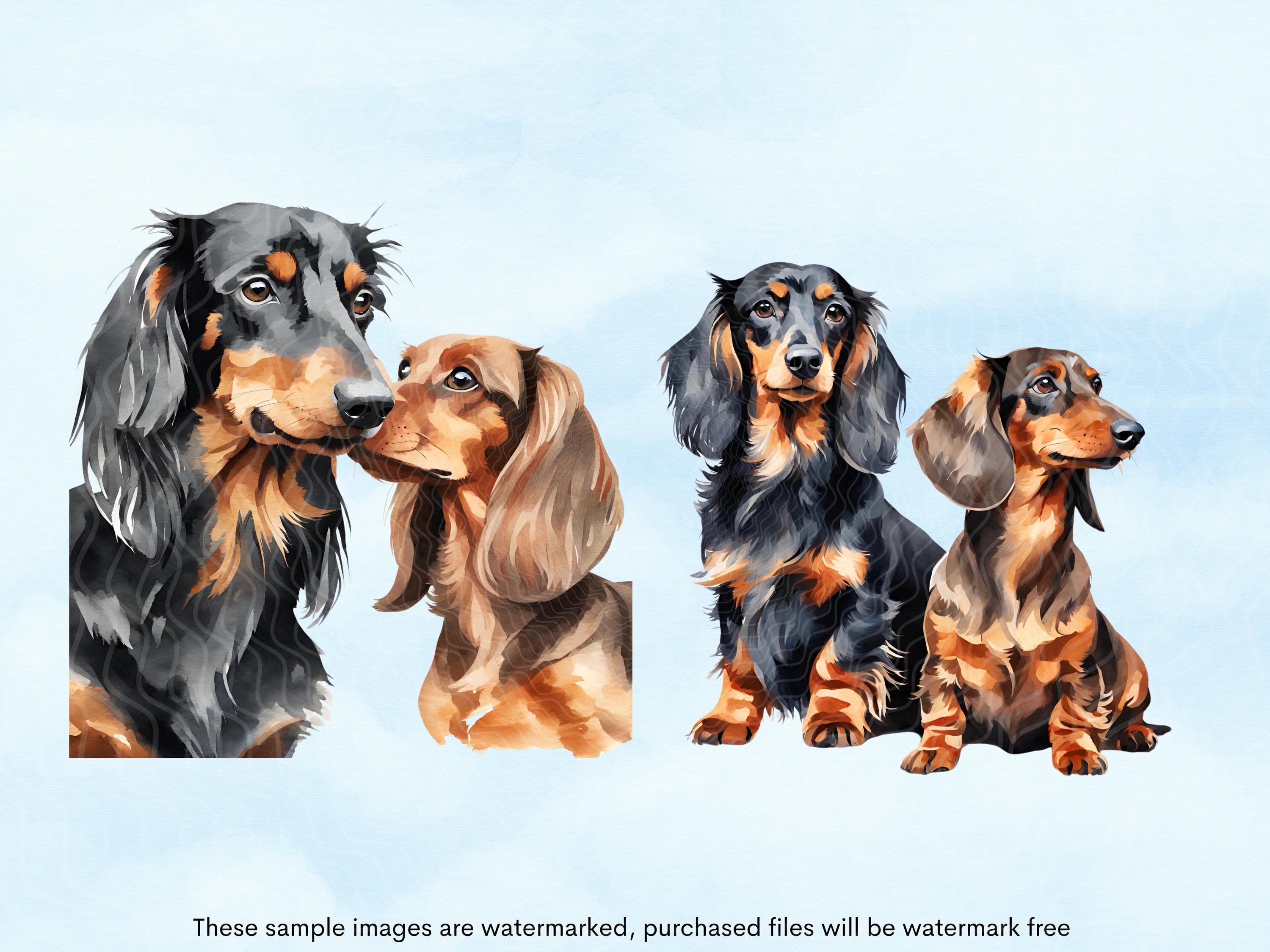 Dachshund Couples Clipart Bundle: Watercolor PNG (commercial Use) - Etsy