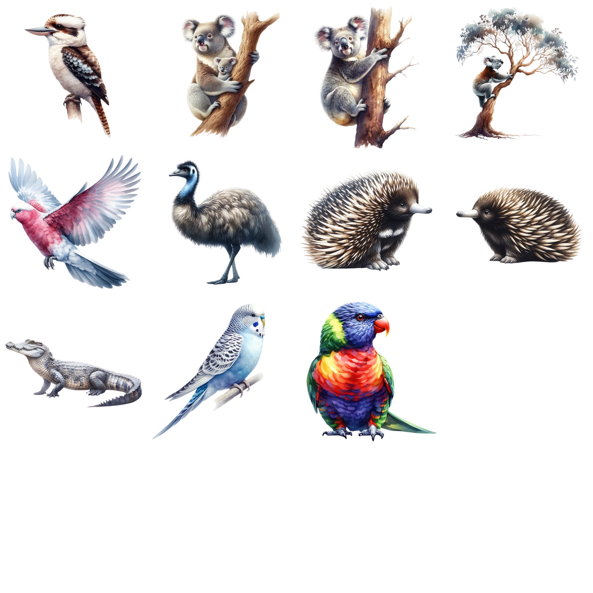 Australiana Clipart Bundle Native Australian Plants and Animals Instant ...