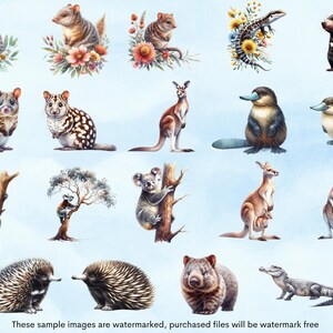 Australiana Clipart Bundle: Native Animals & Plants (PNG, SVG, Digital ...