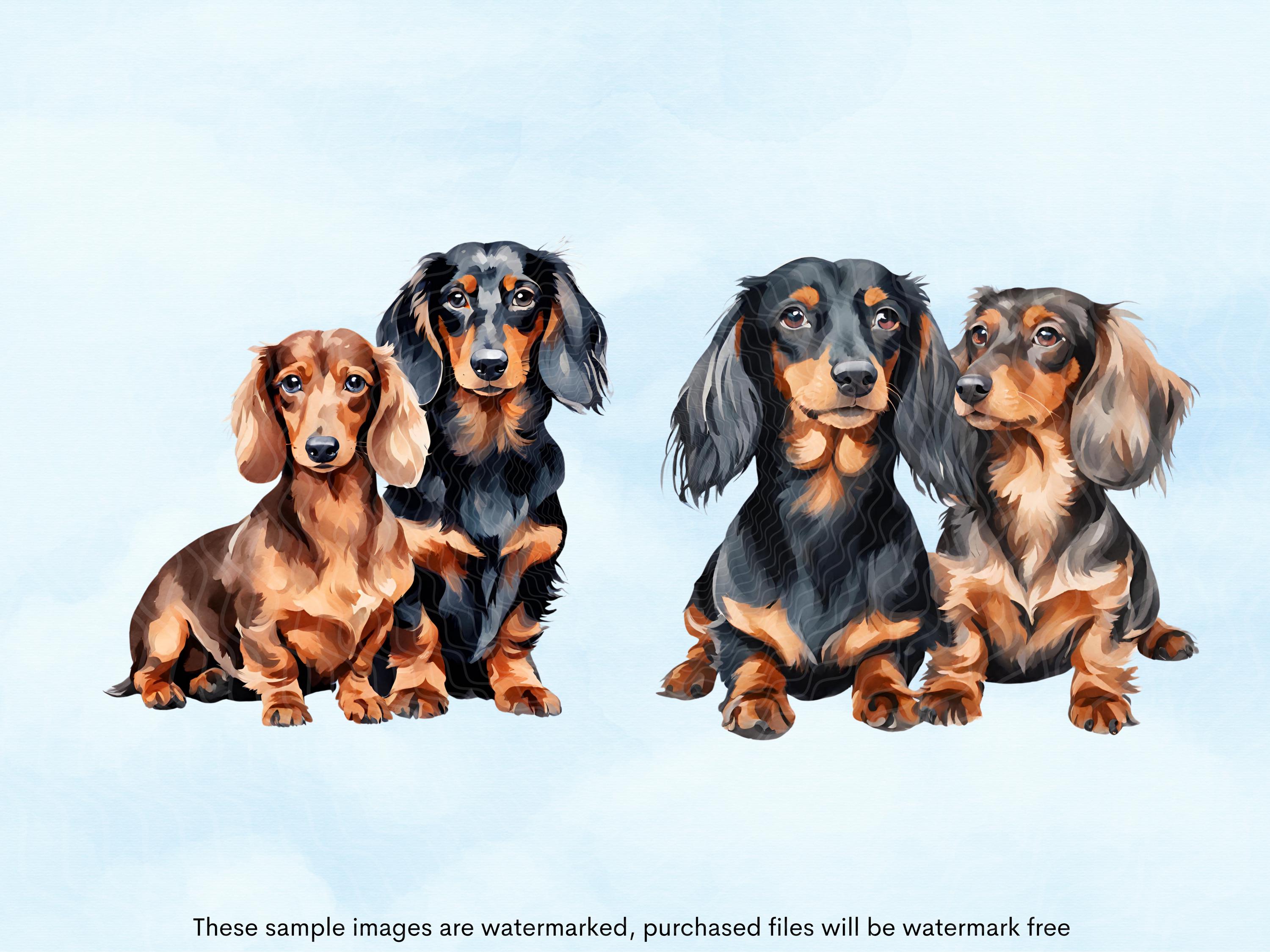Dachshund Couples Clipart Bundle: Watercolor PNG (commercial Use) - Etsy