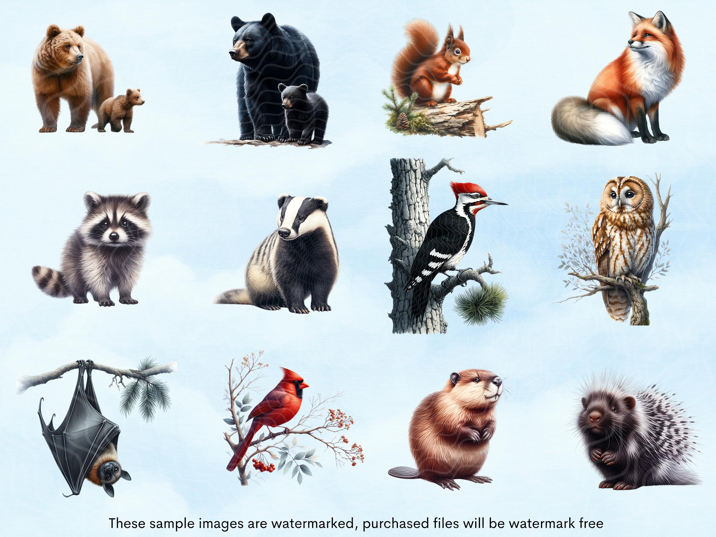 Forest Friends Clipart Bundle: 36 Woodland Animals PNG & SVG (digital ...