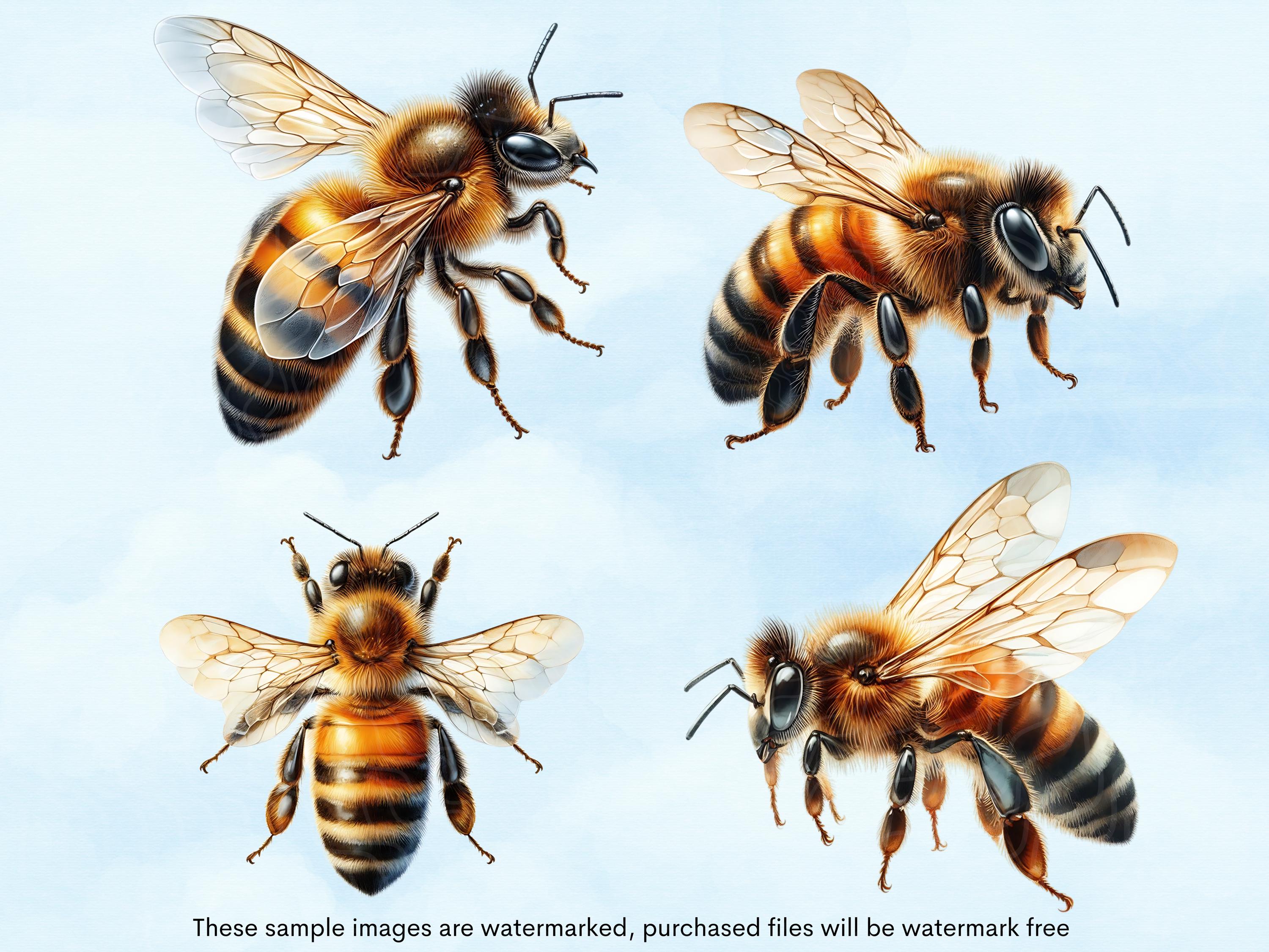 Bees Clipart Bundle: Honey Bees PNG & SVG Files (digital Download) - Etsy