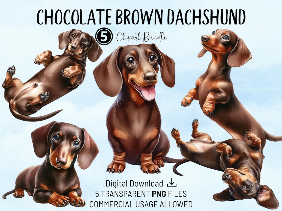 Chocolate Brown Dachshund Clipart Bundle: Watercolor Pngs (digital ...
