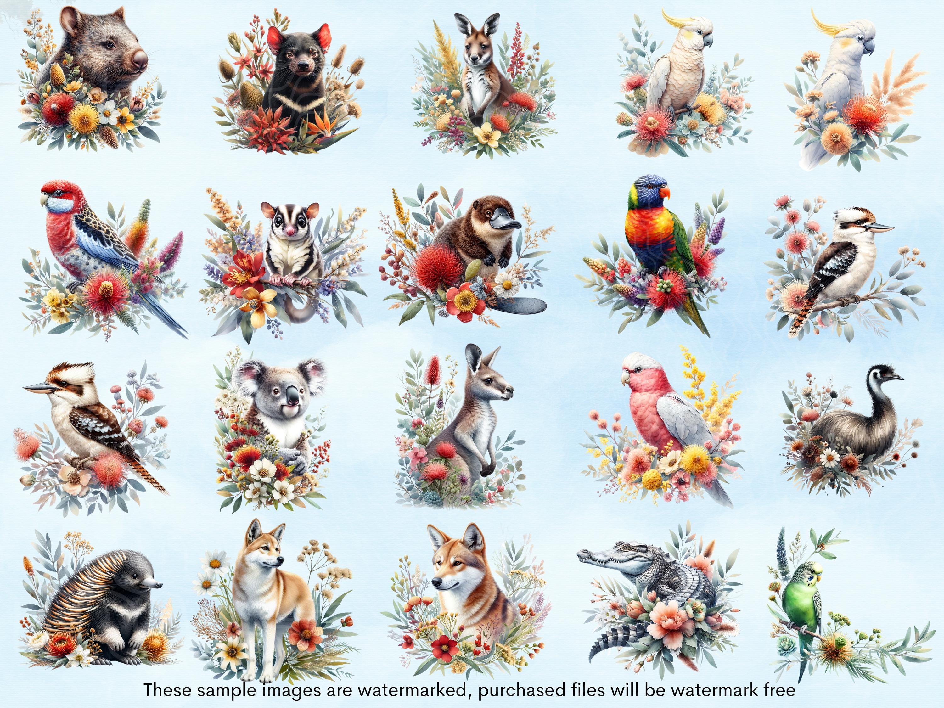 Australiana Clipart Bundle: Native Animals & Plants (PNG, SVG, Digital ...