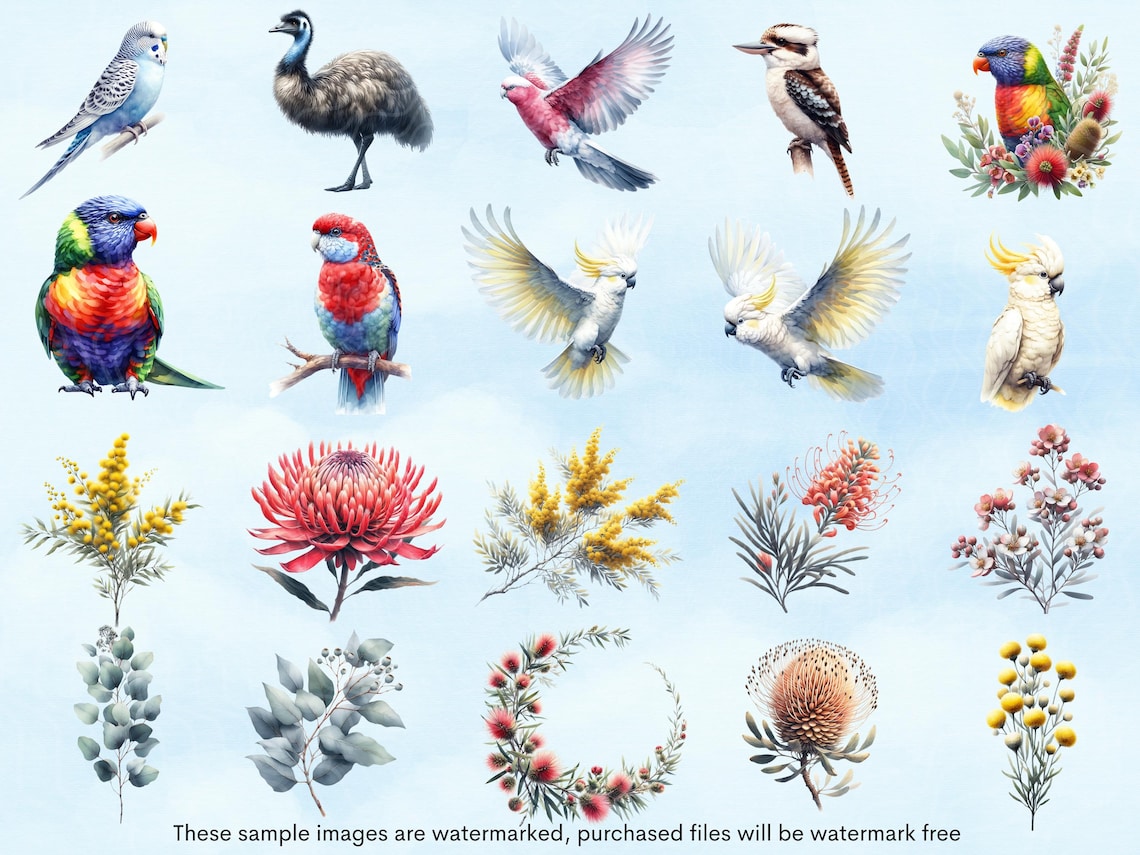 Australiana Clipart Bundle: Native Animals & Plants (PNG, SVG, Digital ...