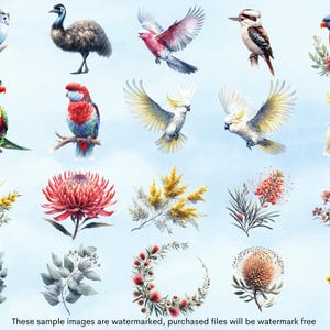 Australiana Clipart Bundle: Native Animals & Plants (PNG, SVG, Digital ...