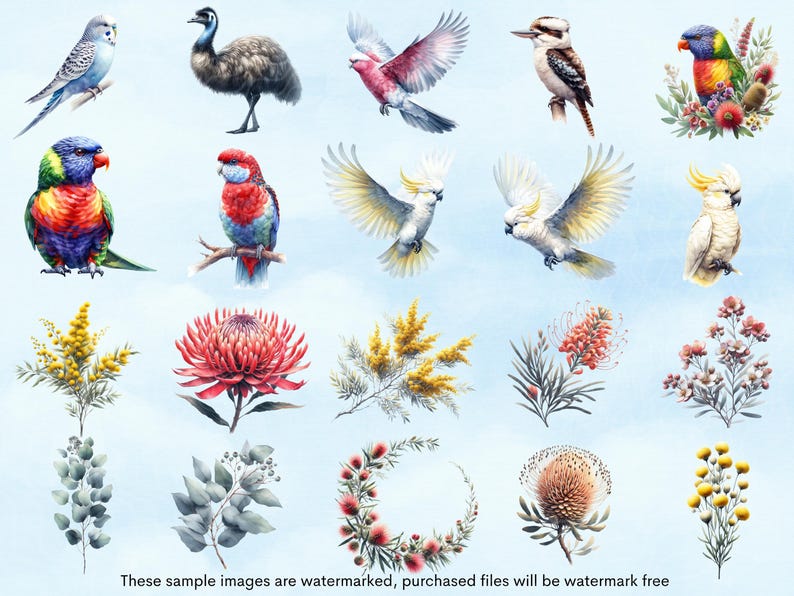 Australiana Clipart Bundle: Native Animals & Plants (PNG, SVG, Digital ...