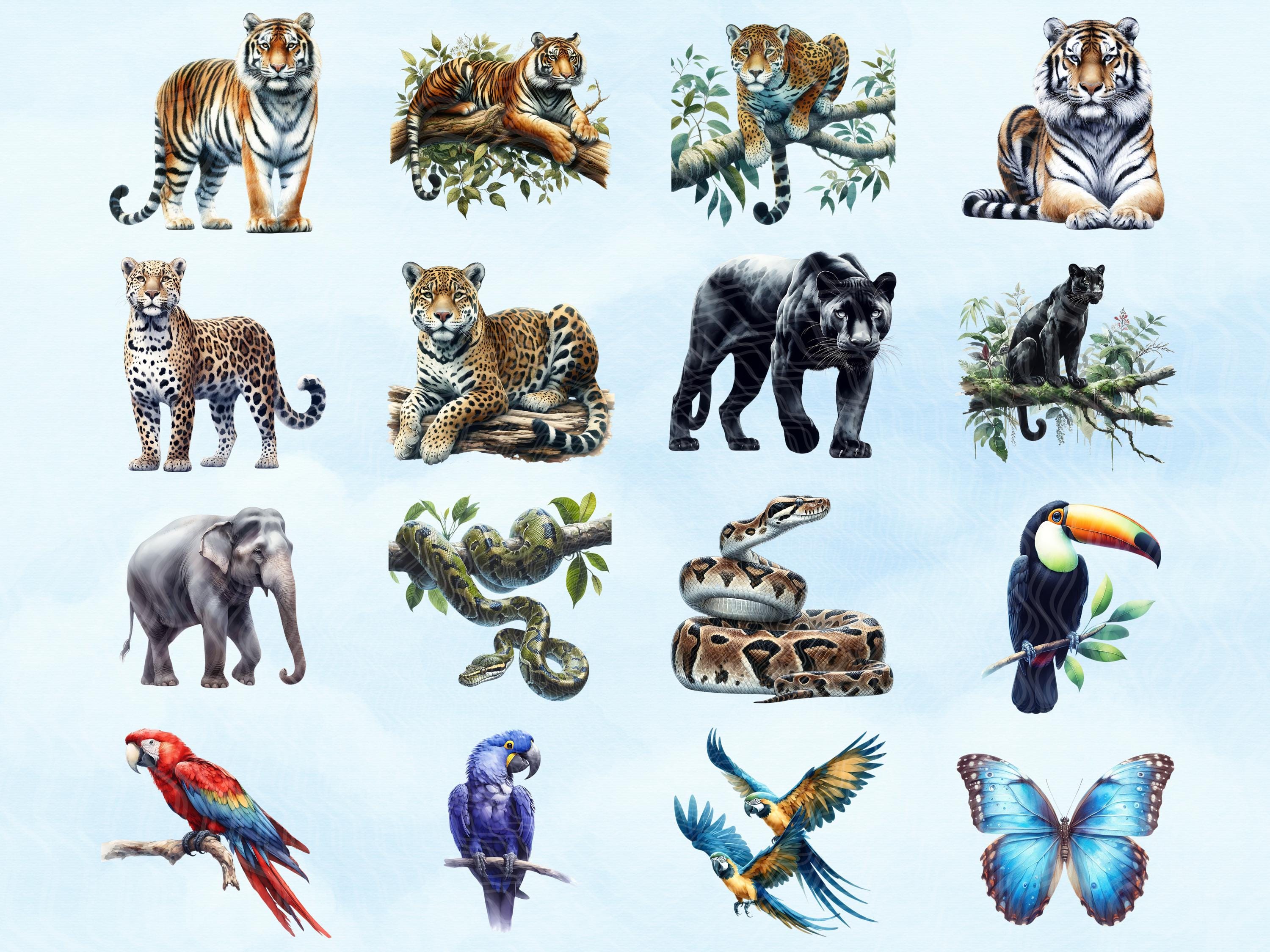 In the Jungle Clipart Bundle - Jungle Animals Instant Download PNG and ...