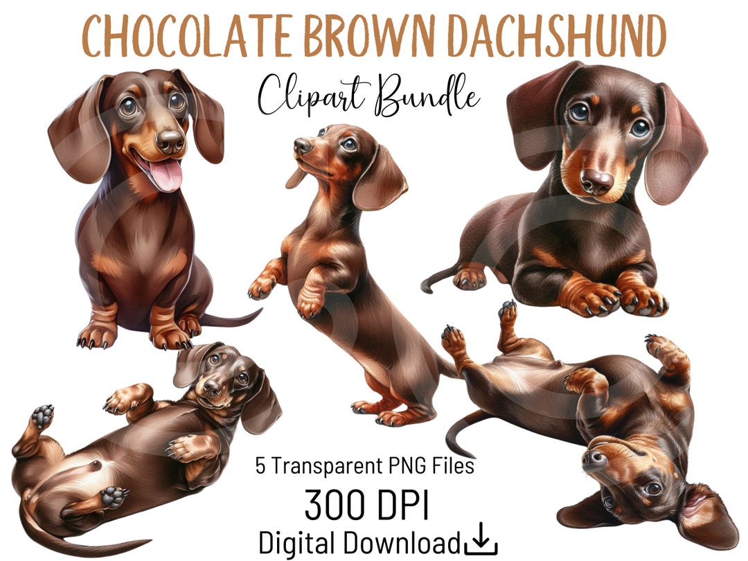 Chocolate Brown Dachshund Clipart Bundle Watercolor Pngs for Crafts ...