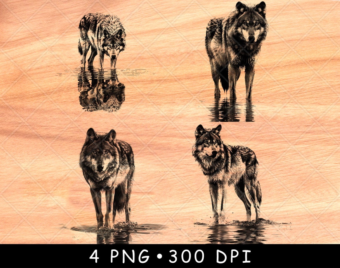 Realistic Wolf PNG Wildlife Forest Animal Standing in Water for Laser ...