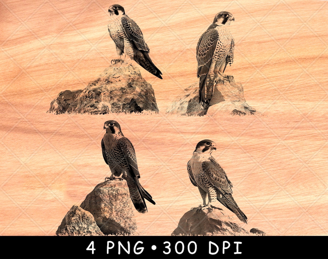 Peregrine Falcon Boulders Hawk Raptor Bird Prey Wildlife Laser File ...