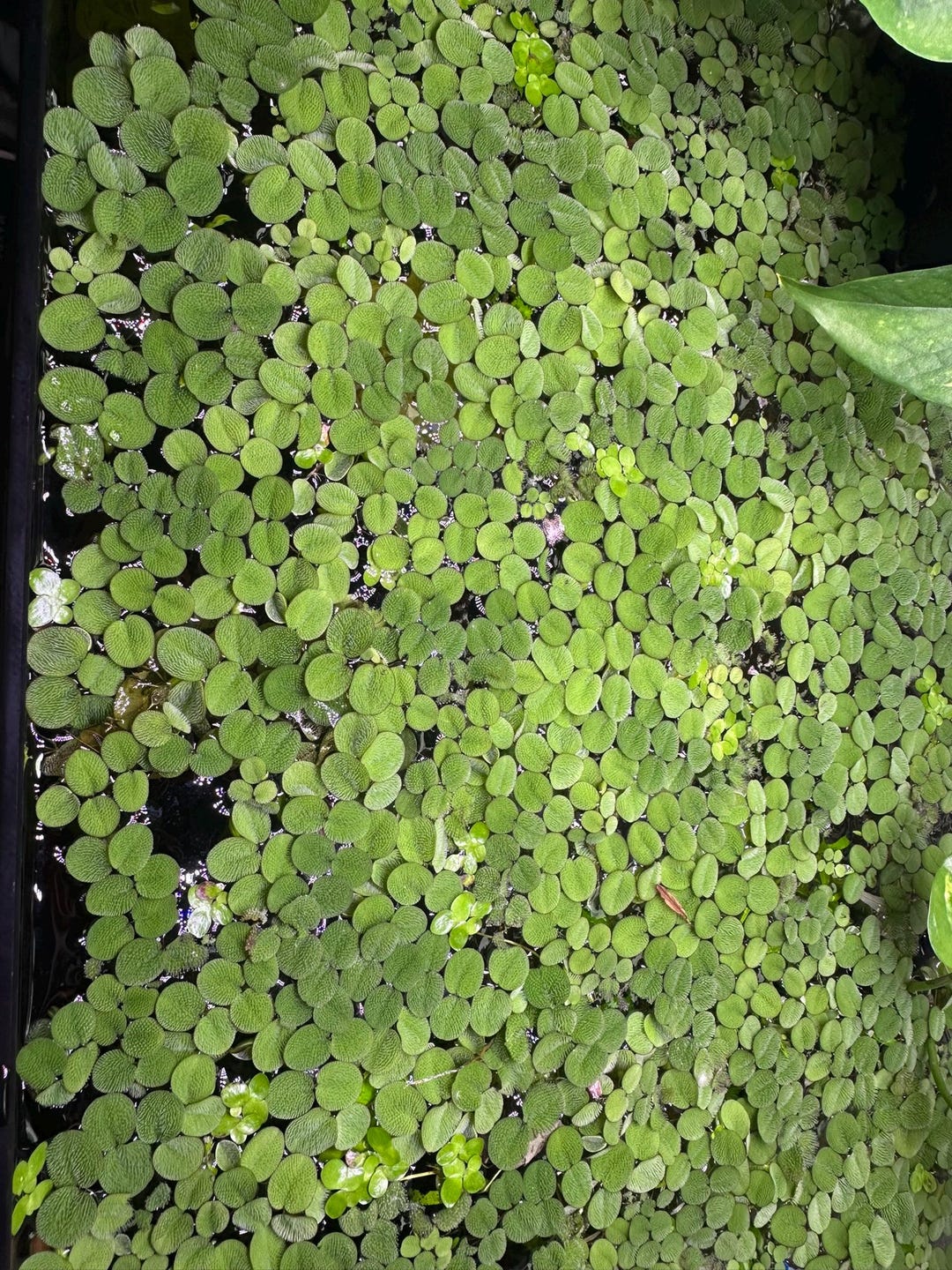 Water Spangles (salvinia Minima) Floating Aquarium Plant - Etsy