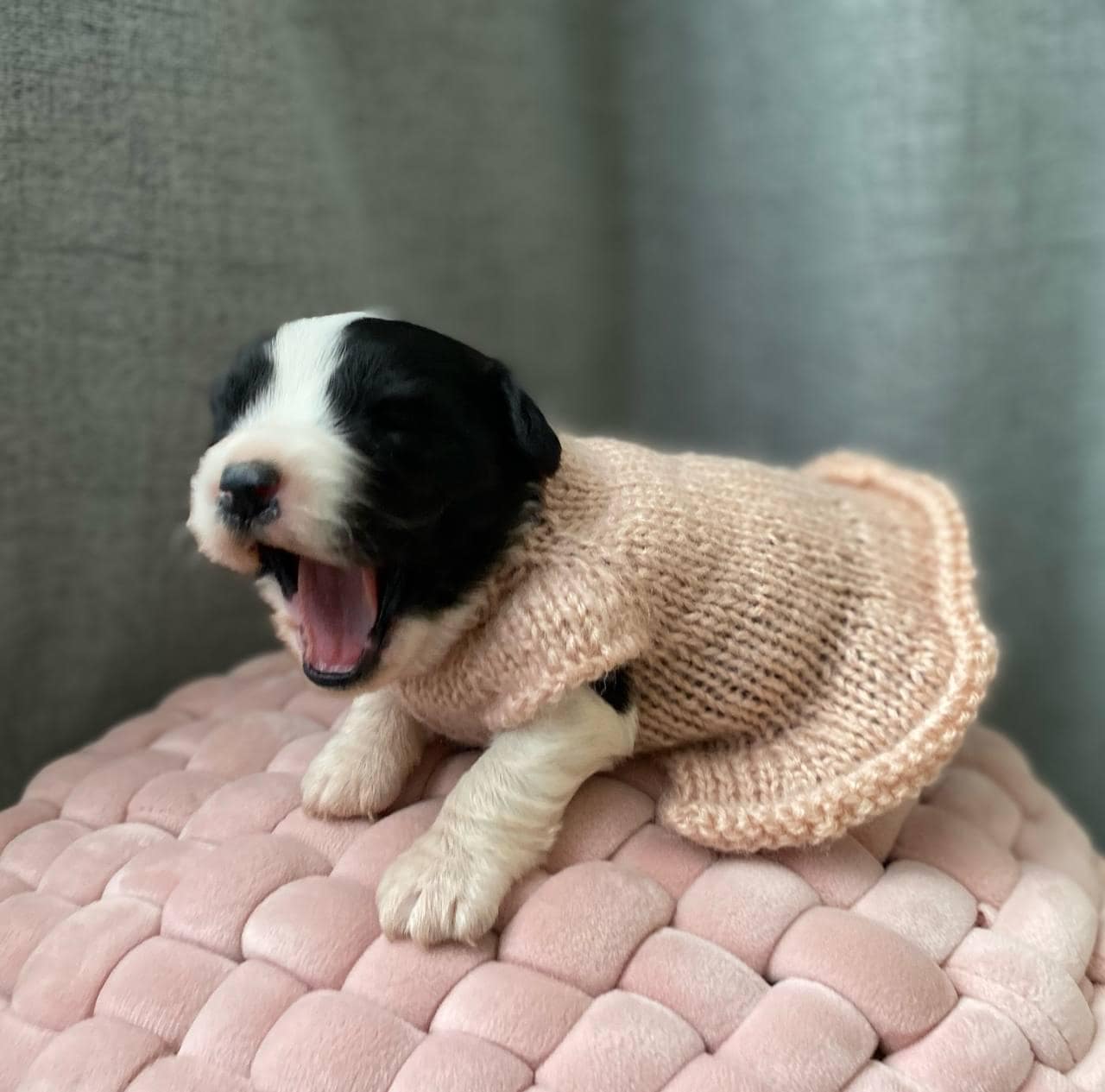 Teacup Puppy Clothes - Puppies Clothes - Puppy Dress - T Cup Chihuahua ...