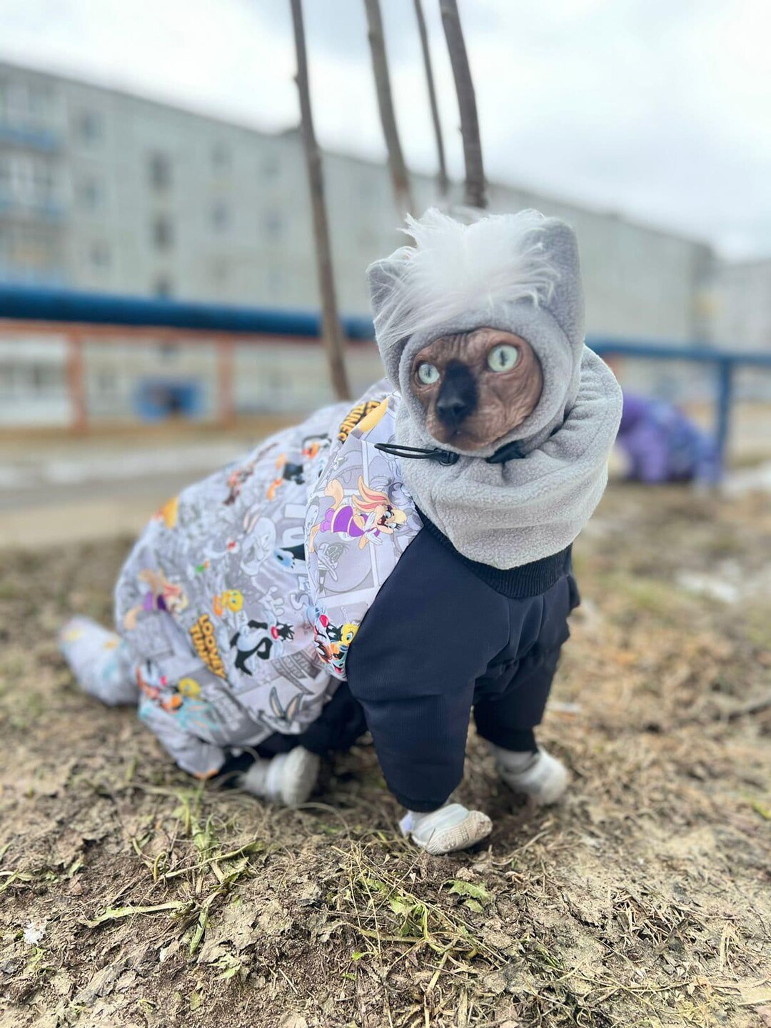 Waterproof Sphynx Cat Winter Jumpsuit, Fur Lined Down Jacket With Hat ...