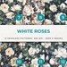 White Roses Digital Paper Pack Set of 24 High-quality JPEG Files ...