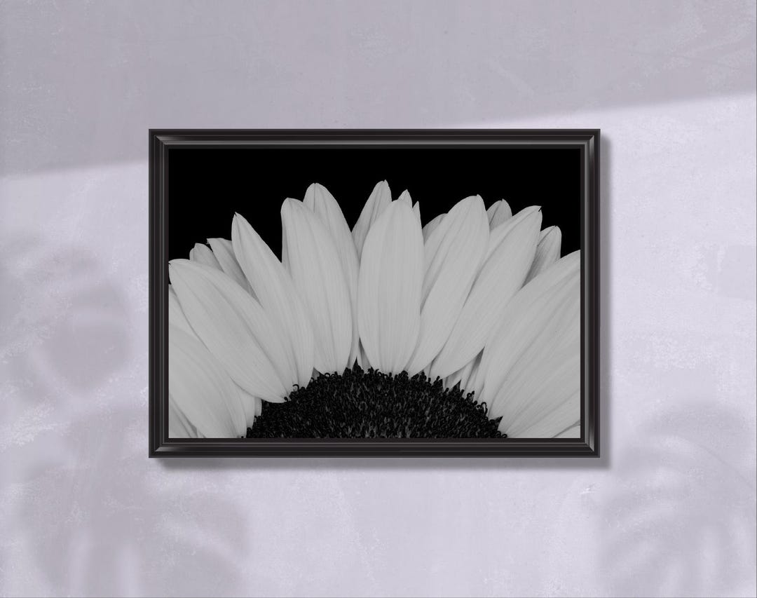 Printable Flower Photograph of a Grayscale Colored Sunflower, Solid ...