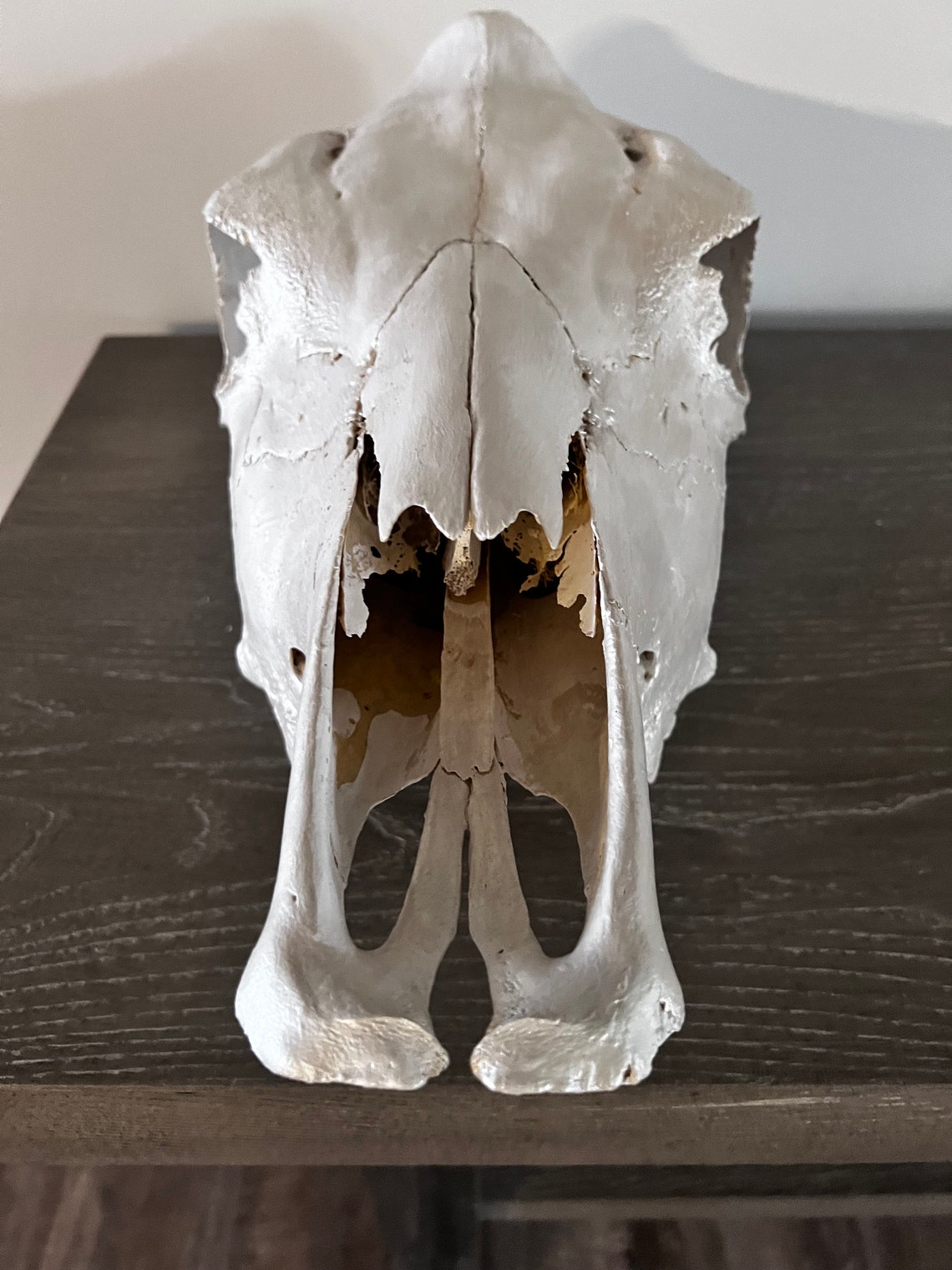 Full Refinished Cow Skull - Etsy Canada