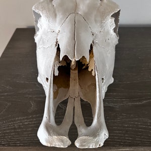 Full Refinished Cow Skull - Etsy Canada