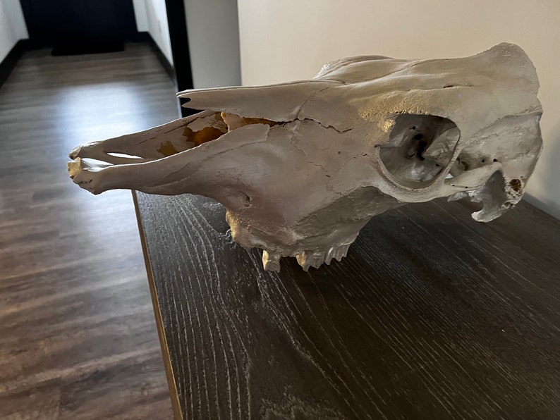 Full Refinished Cow Skull - Etsy Canada