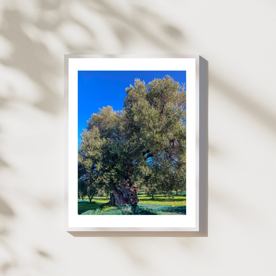 Olive Tree Photography Print, Tree Wall Art, Italy Photography ...