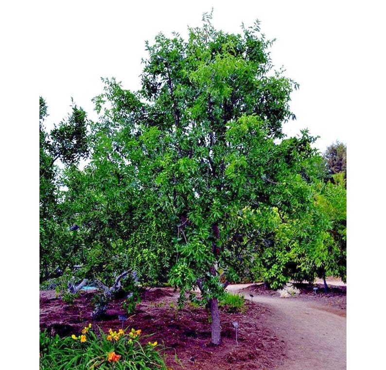 10 Jujube Fruit Tree Seeds - Etsy