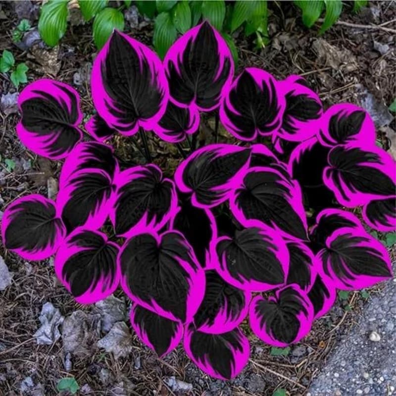 Black and Red Hosta - Etsy