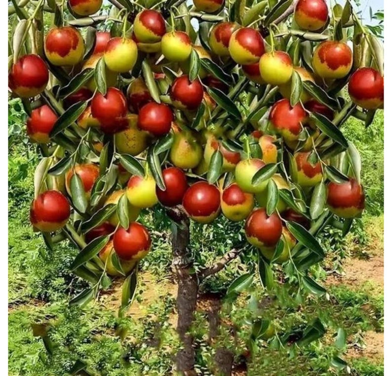 10 Jujube Fruit Tree Seeds - Etsy