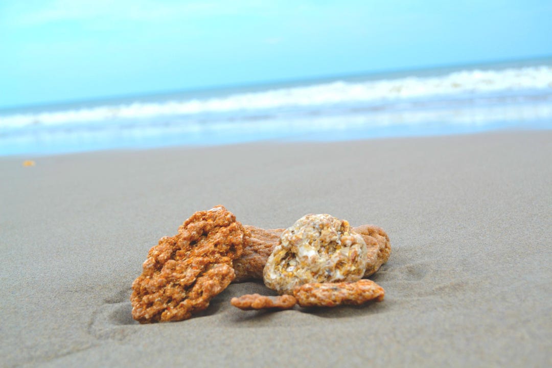 Natural Coquina Rock - Compressed Sand Rock - Etsy