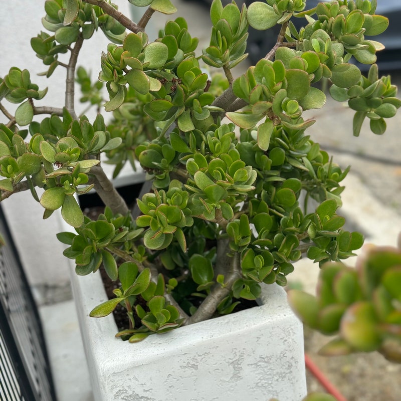 Large Jade Plant - Etsy