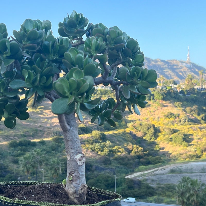 Large Jade Plant - Etsy